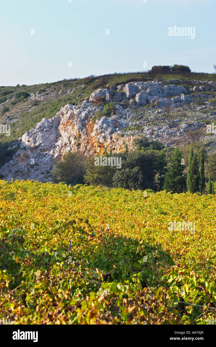 Chateau Mire l'Etang. La Clape. Languedoc. Garrigue undergrowth ...