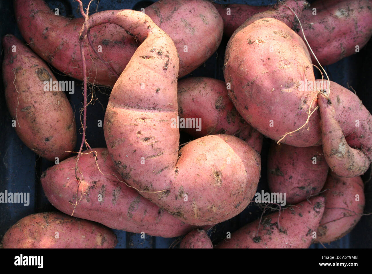 Batats hi-res stock photography and images - Alamy