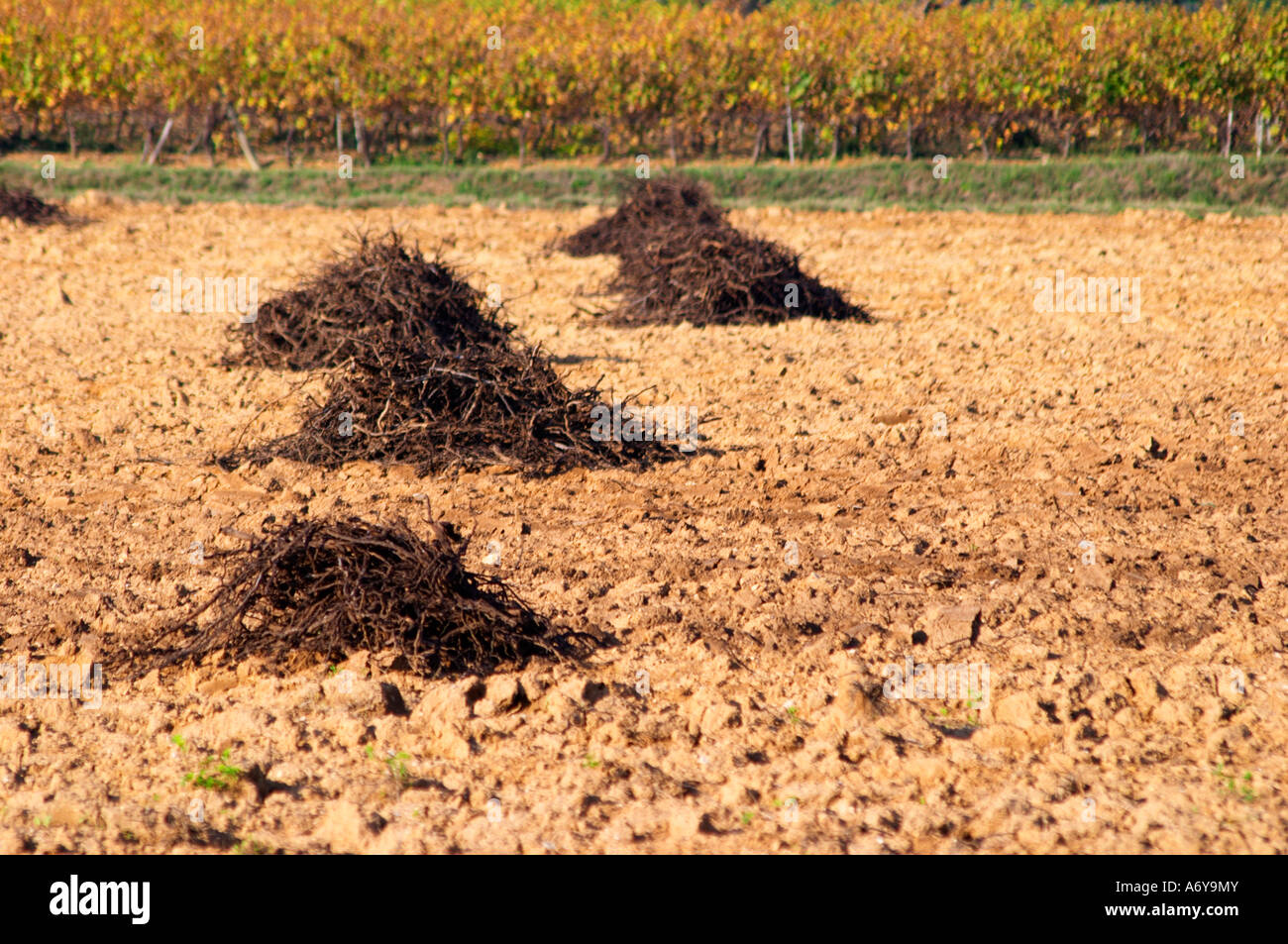 Chateau Mire l'Etang. La Clape. Languedoc. Vines grubbed up for ...