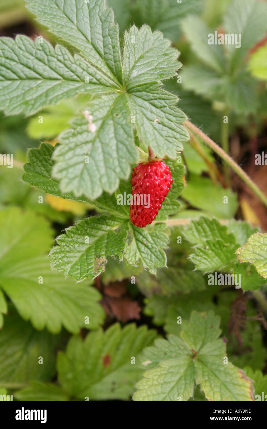 Wild Strawberry (Fragaria vesca Stock Photo - Alamy