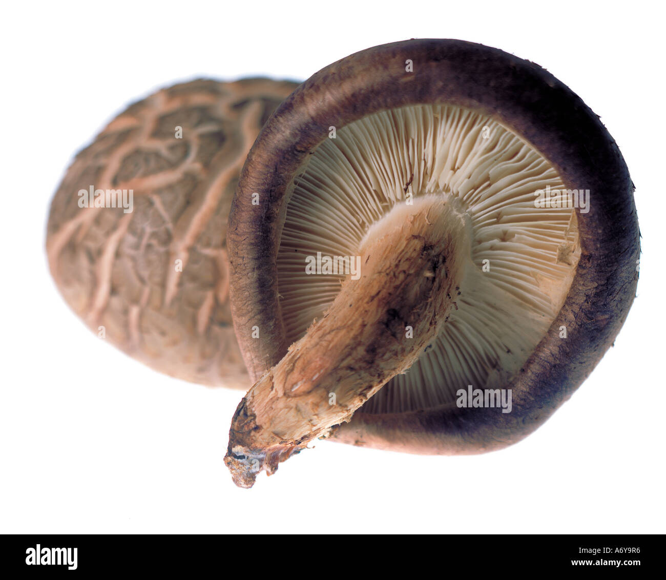 Pyogo hi-res stock photography and images - Alamy