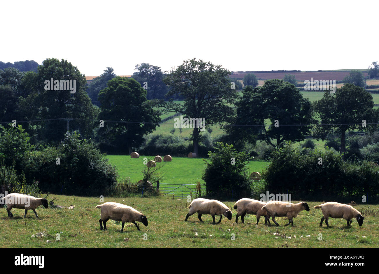 Cotswolds Gloucestershire British England farm landscape Sheep Sheeps ...