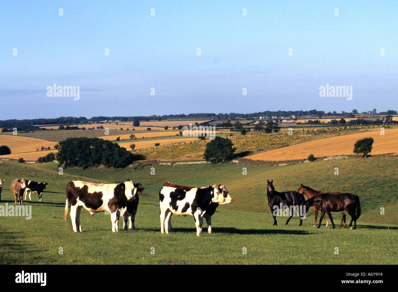 Cotswolds Gloucestershire British England farm landscape Cow Cows Stock ...