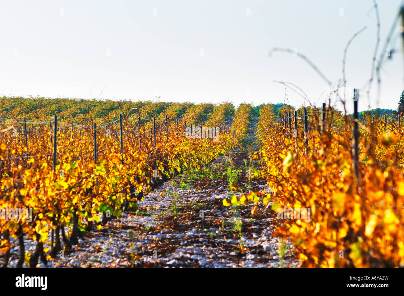 Chateau Mire l'Etang. La Clape. Languedoc. France. Europe. Vineyard ...