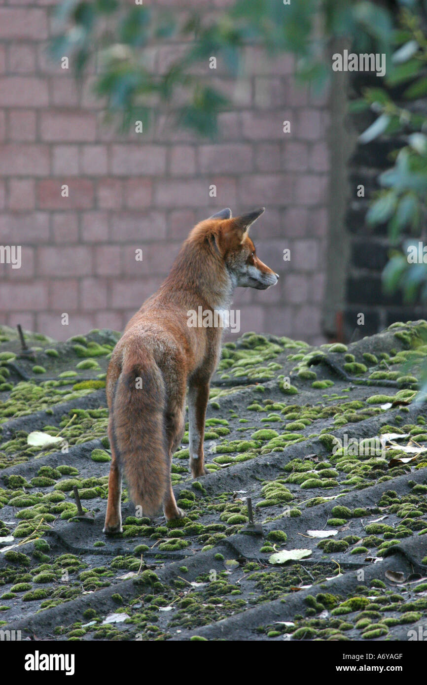 Dog fox on a city roof Stock Photo - Alamy