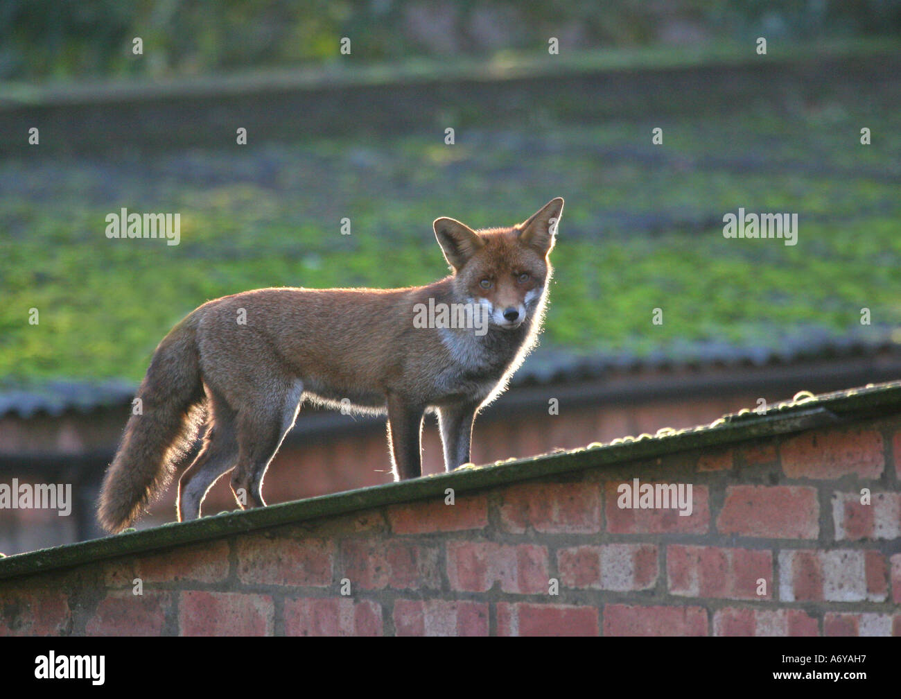 Dog Fox on a city roof Stock Photo - Alamy