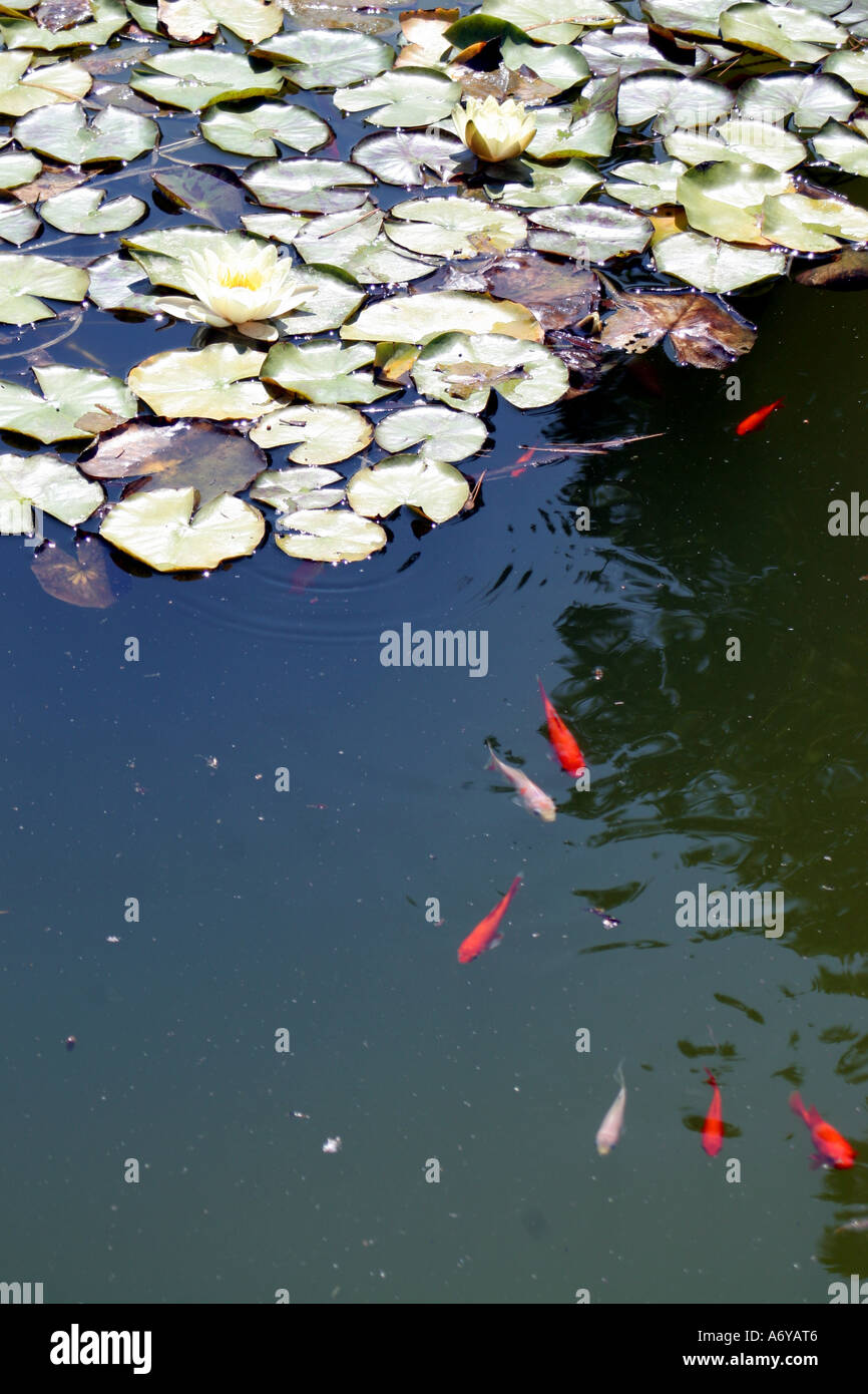 Pond with colour fishes Stock Photo - Alamy