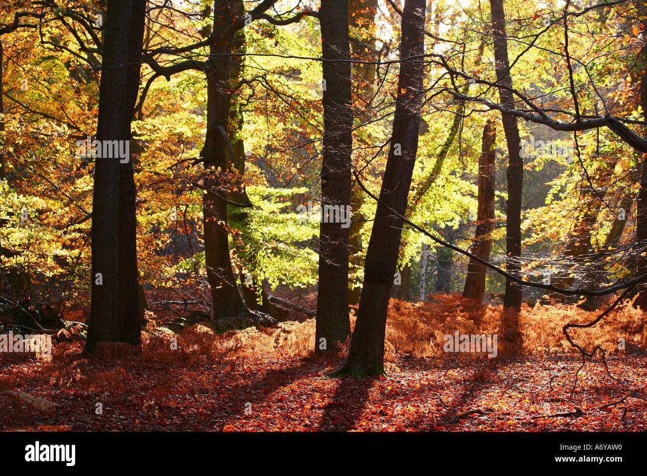 Burnham beeches wood hi-res stock photography and images - Alamy