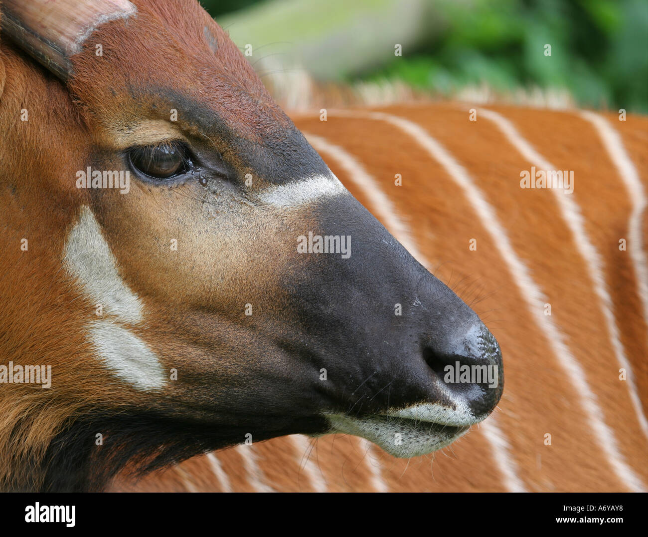 Bongo eye hi-res stock photography and images - Alamy
