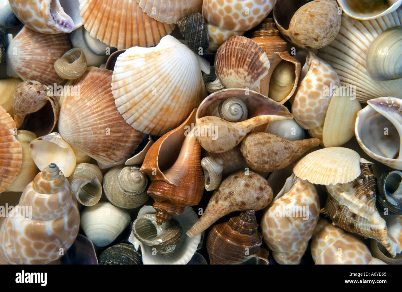 group of seashells Stock Photo - Alamy