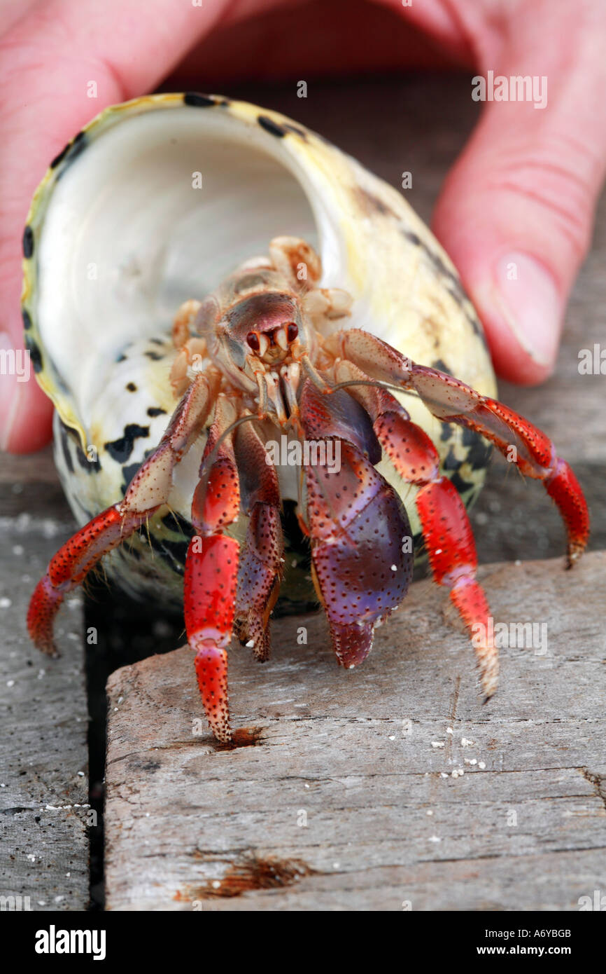 Hermit crab is living in the shell hi-res stock photography and images ...