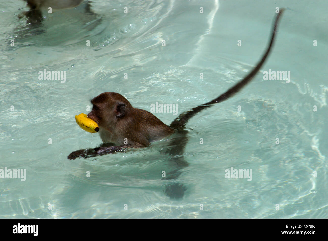 Monkey collecting a banana Monkey Bay Phi Phi Islands Thailand South ...