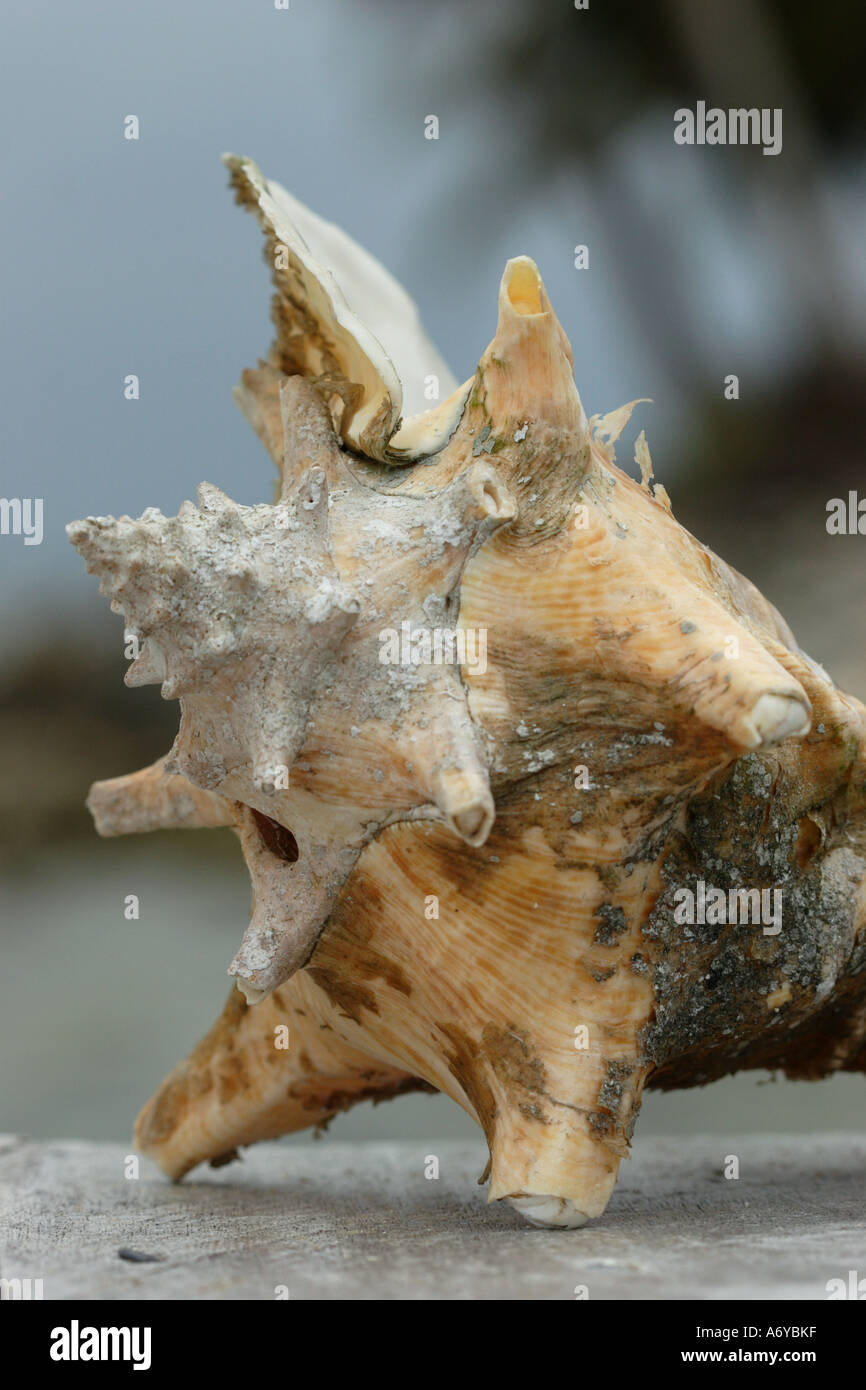 Shell flies hi-res stock photography and images - Alamy