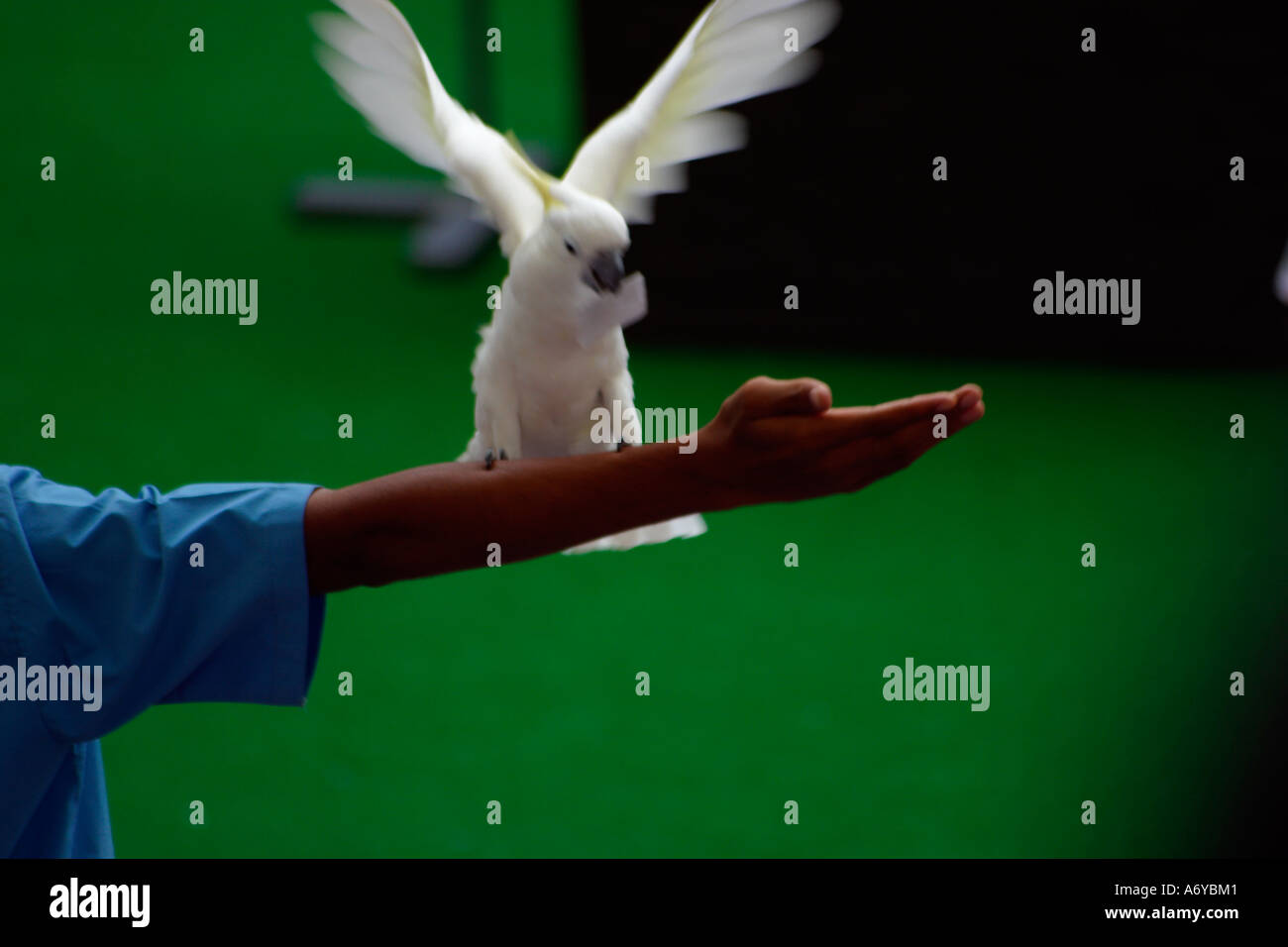 Cockatoo landing on a mans arm Jurong Bird Park Singapore Stock Photo ...