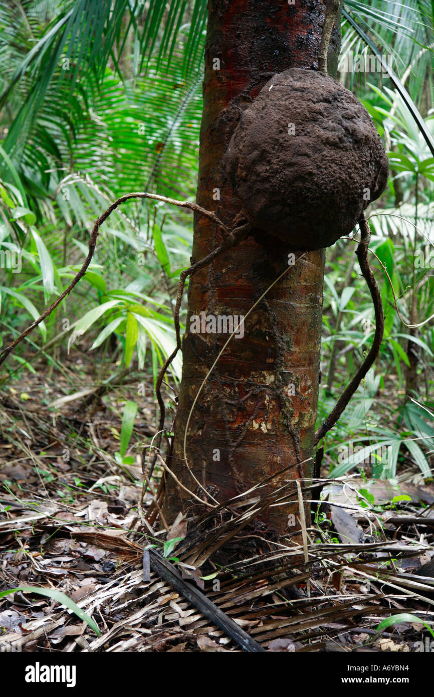 Tree termite nest ball Stock Photo - Alamy