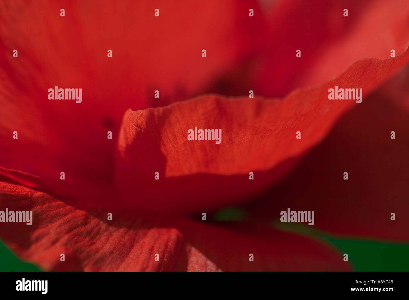 Red Velvet Petals Stock Photo - Alamy