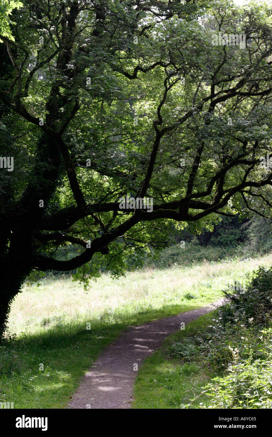 Tree over path Stock Photo - Alamy