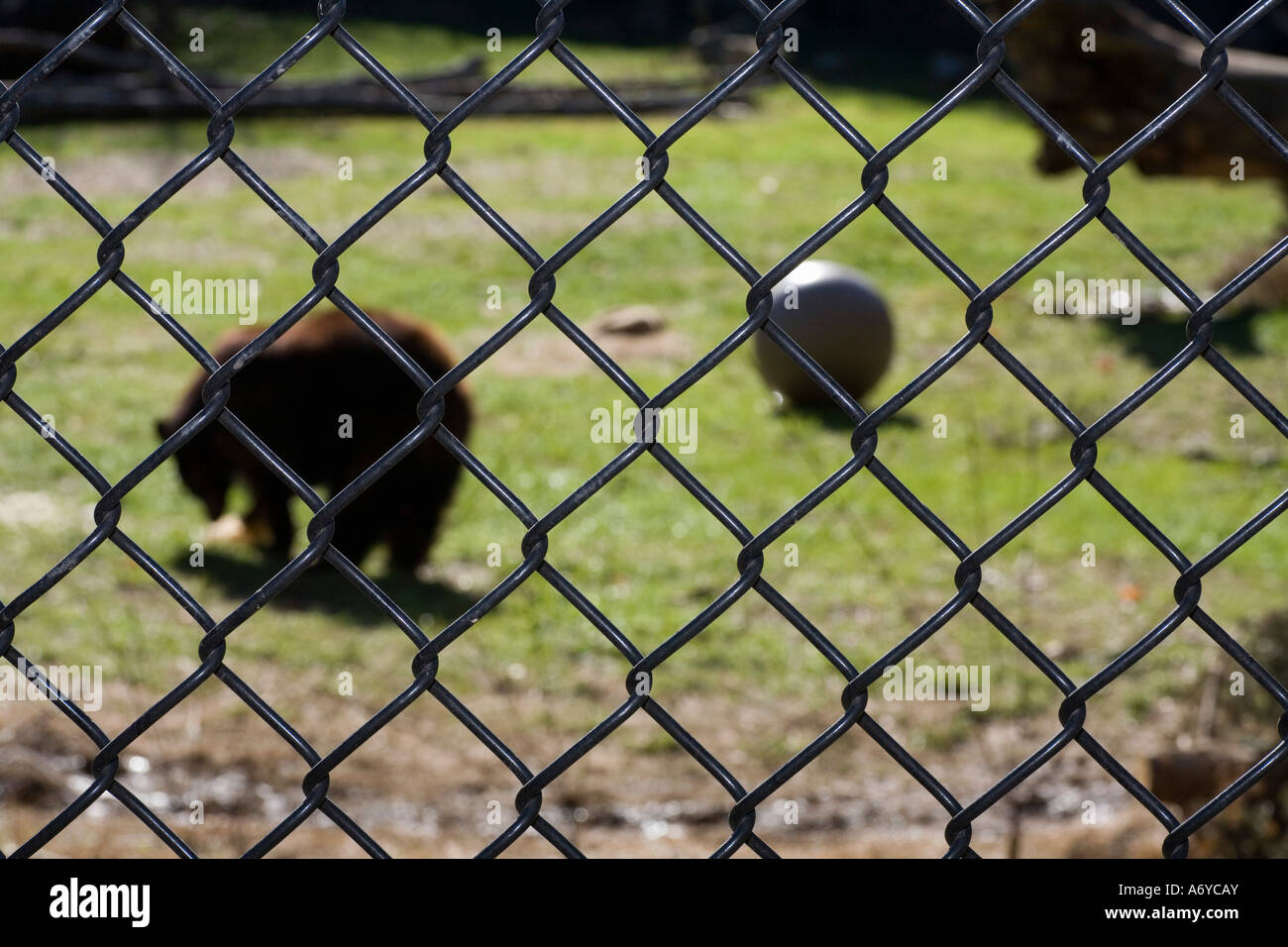 Bear behind a fence Stock Photo - Alamy
