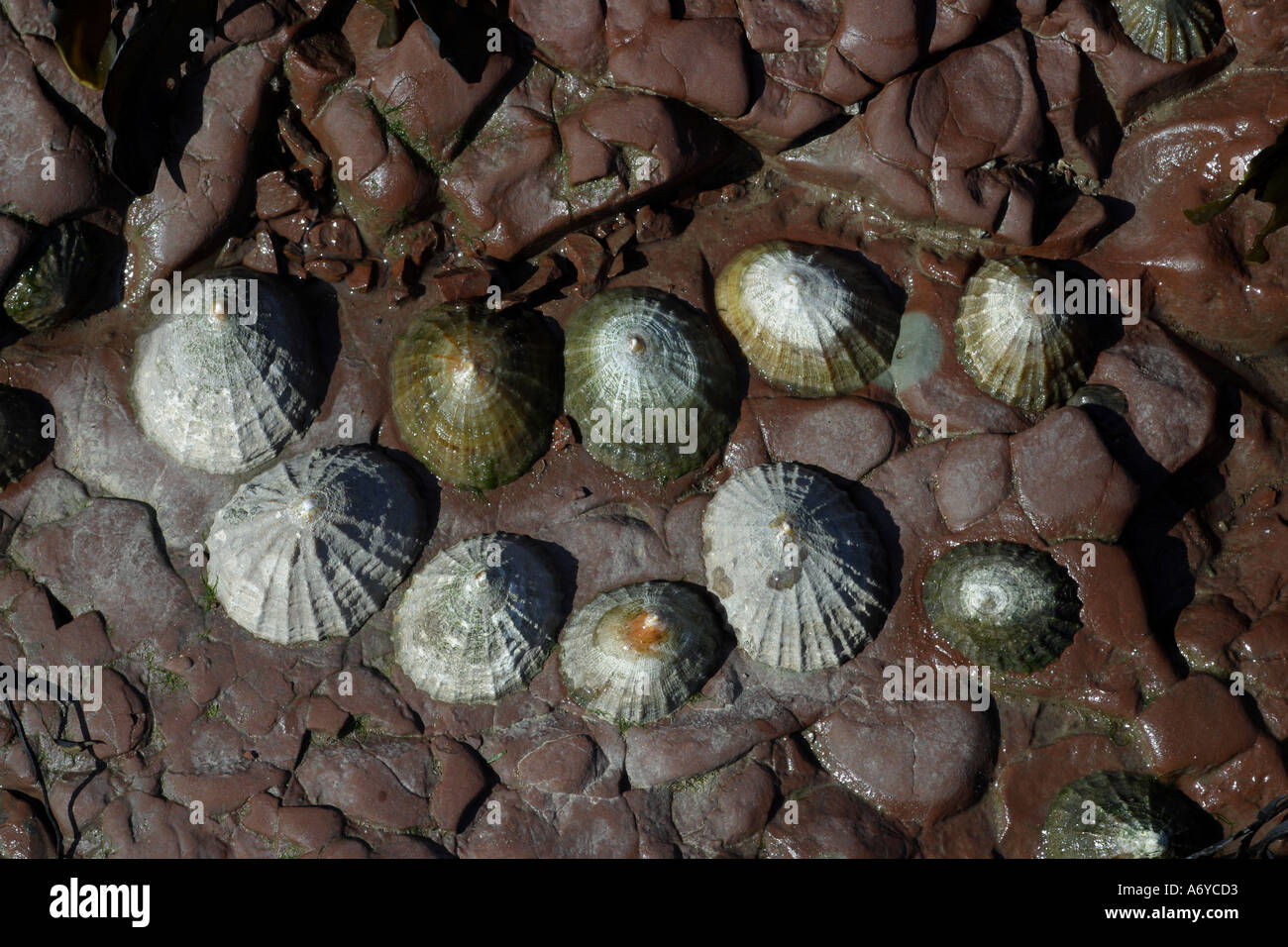 Seashore animals british isles hi-res stock photography and images - Alamy