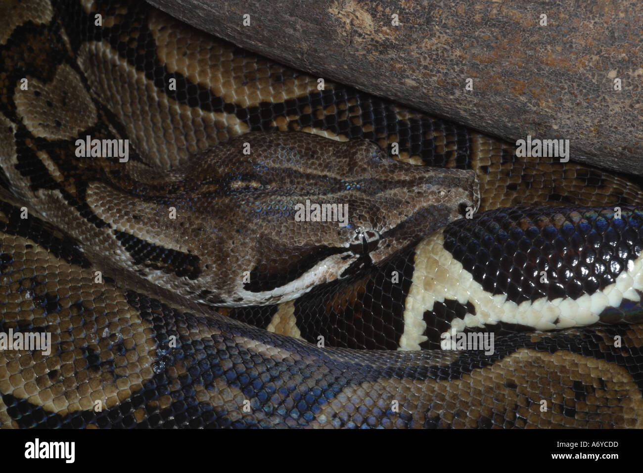 Boidae snake hi-res stock photography and images - Alamy