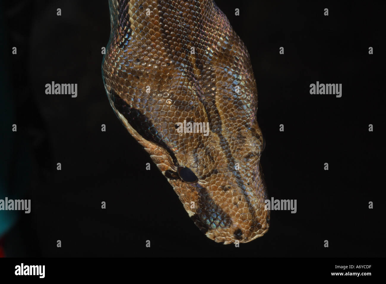 Boidae snake hi-res stock photography and images - Alamy