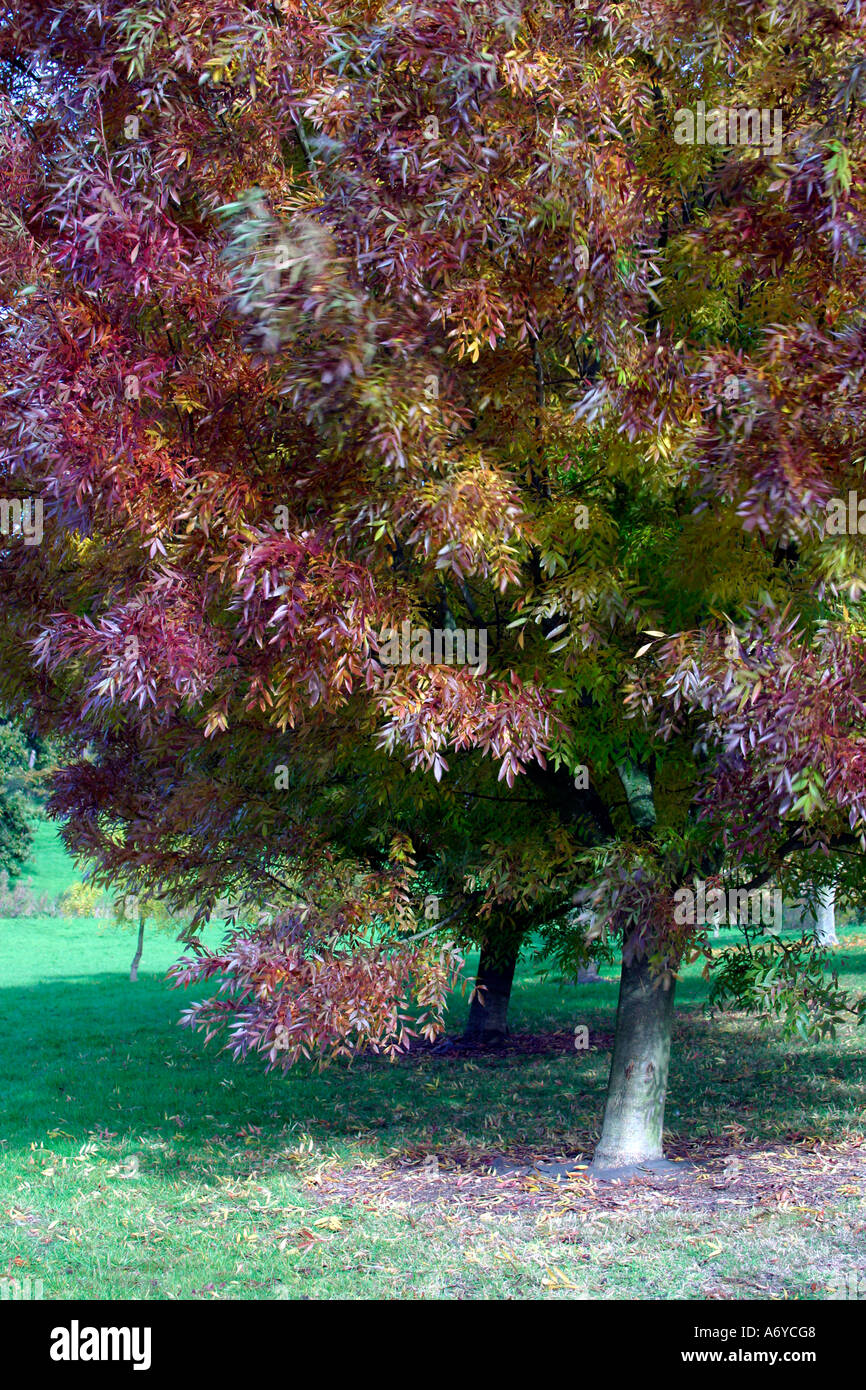 Tree with colours turning Marks Hall Essex Stock Photo - Alamy