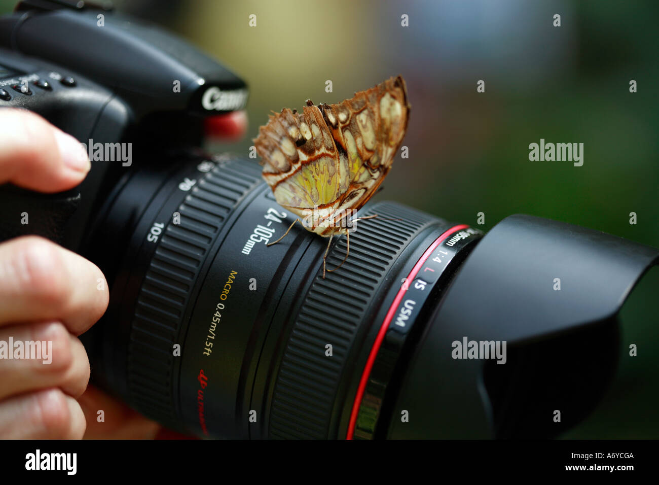 Malachite butterfly perched on camera lens Stock Photo - Alamy