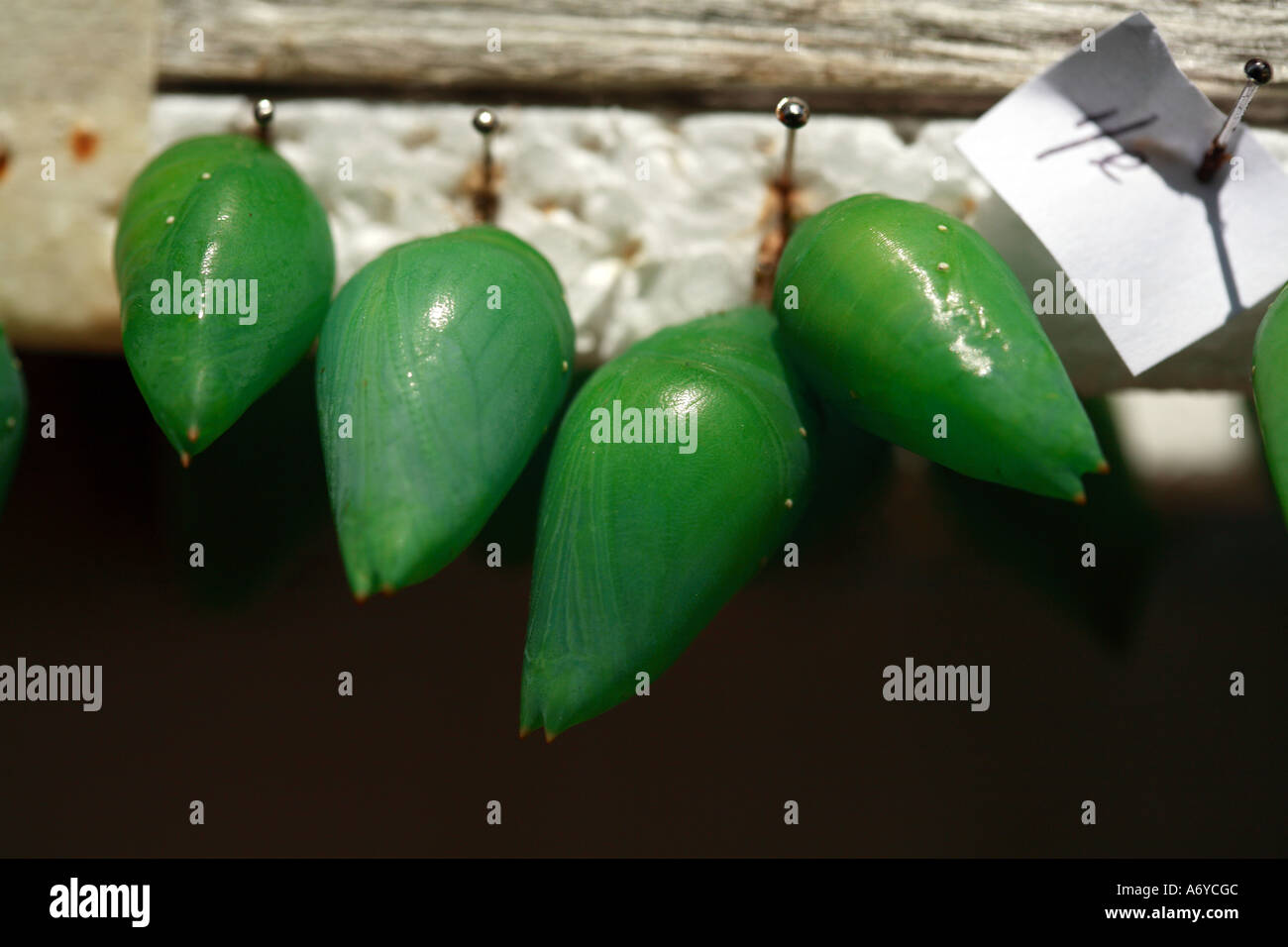 Pupae of theBlue Morpho butterfly Stock Photo - Alamy