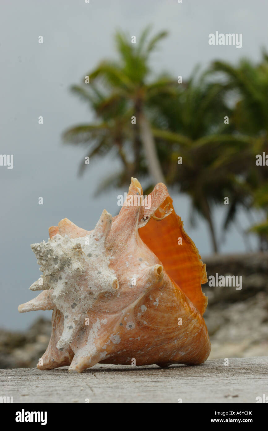 Conch shell on a tropical island Stock Photo - Alamy