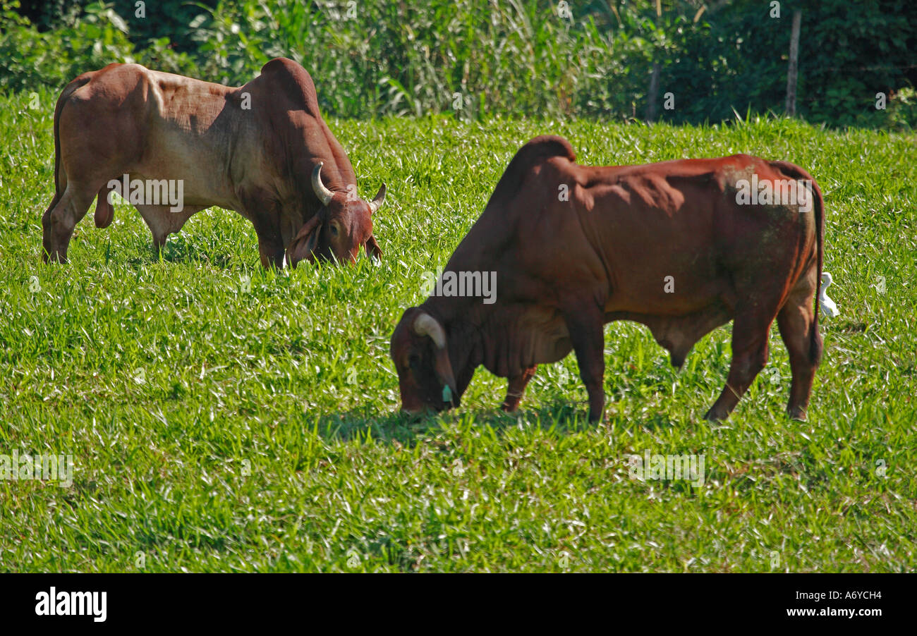 Bulls testicles hi-res stock photography and images - Alamy