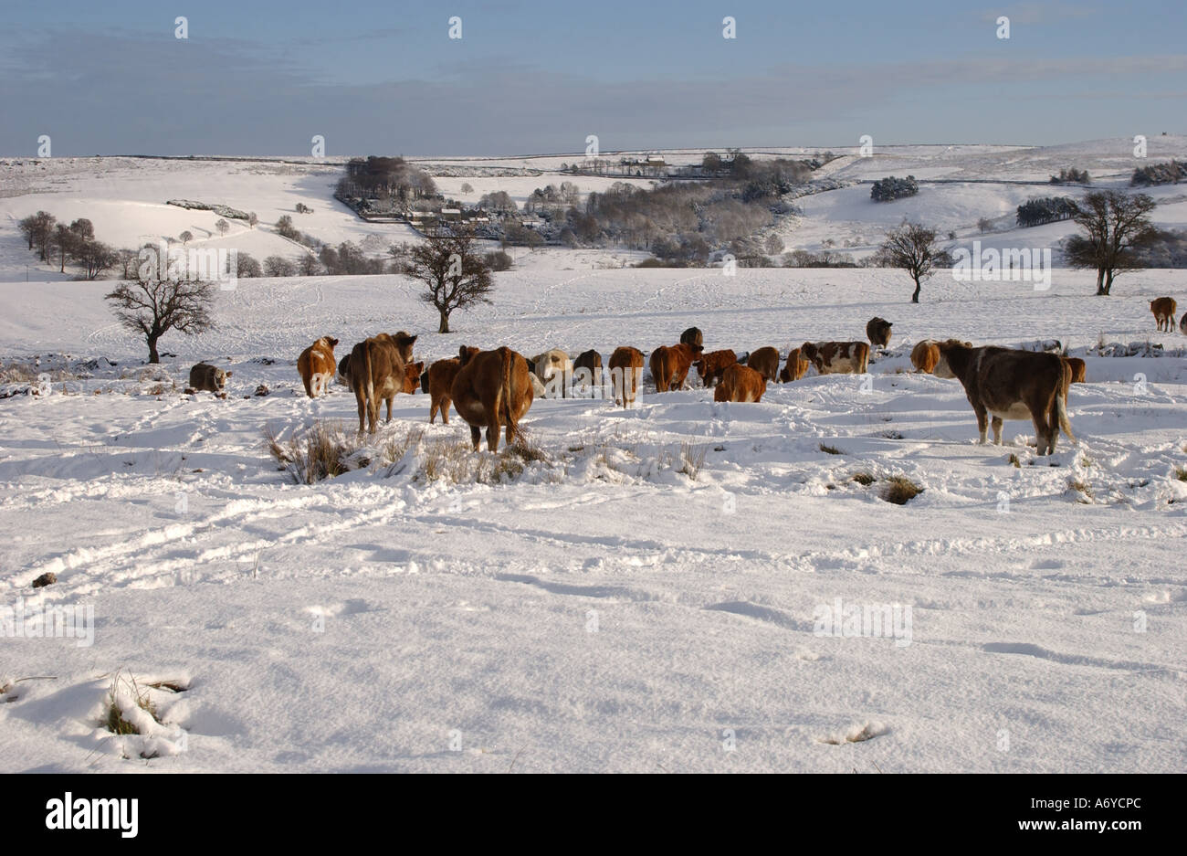 Cows huddled together hi-res stock photography and images - Alamy