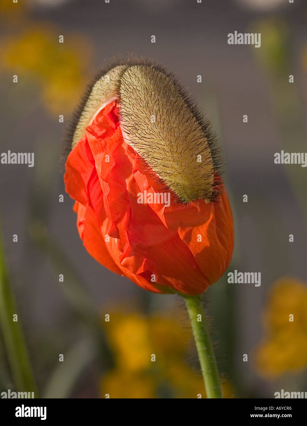 Wild Poppy bursting from bud to flower Stock Photo - Alamy