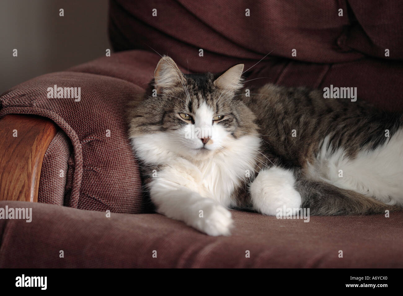 Lounging cat hi-res stock photography and images - Alamy
