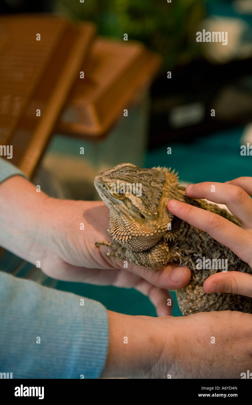 Child lizard hi-res stock photography and images - Alamy
