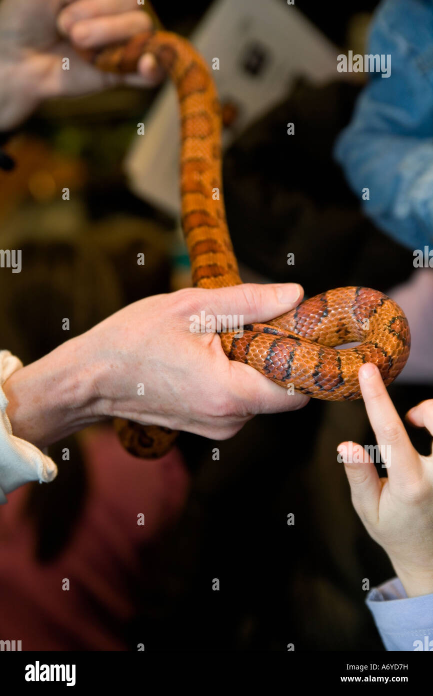 Hands holding a snake Stock Photo - Alamy