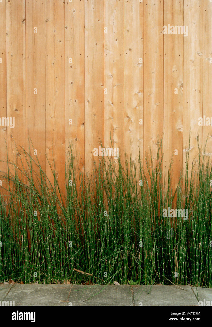 Grass growing in front of a fence Stock Photo - Alamy