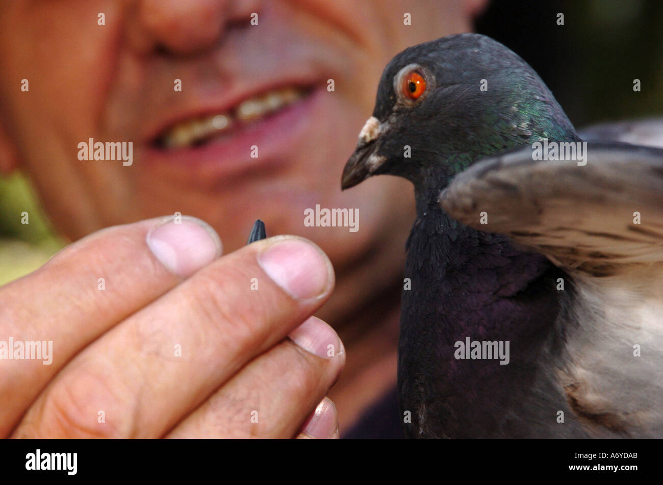 man and dove Varna Bulgaria Stock Photo - Alamy