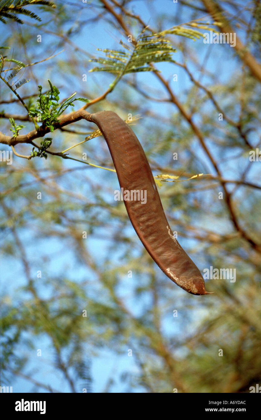 Locust bean pod tree hi-res stock photography and images - Alamy