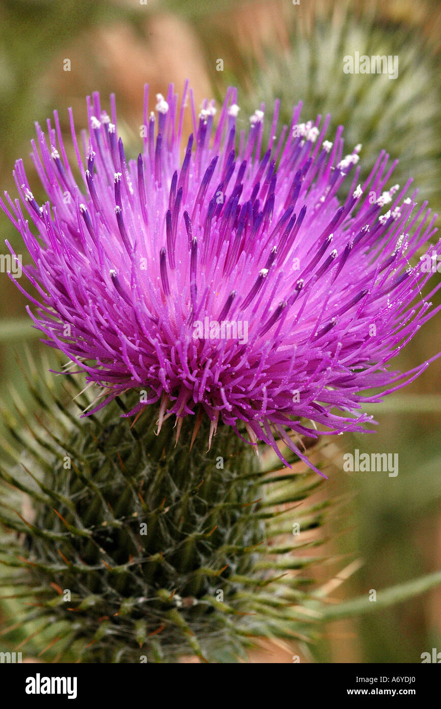 Emblem of encyclopedia brittanica hi-res stock photography and images ...