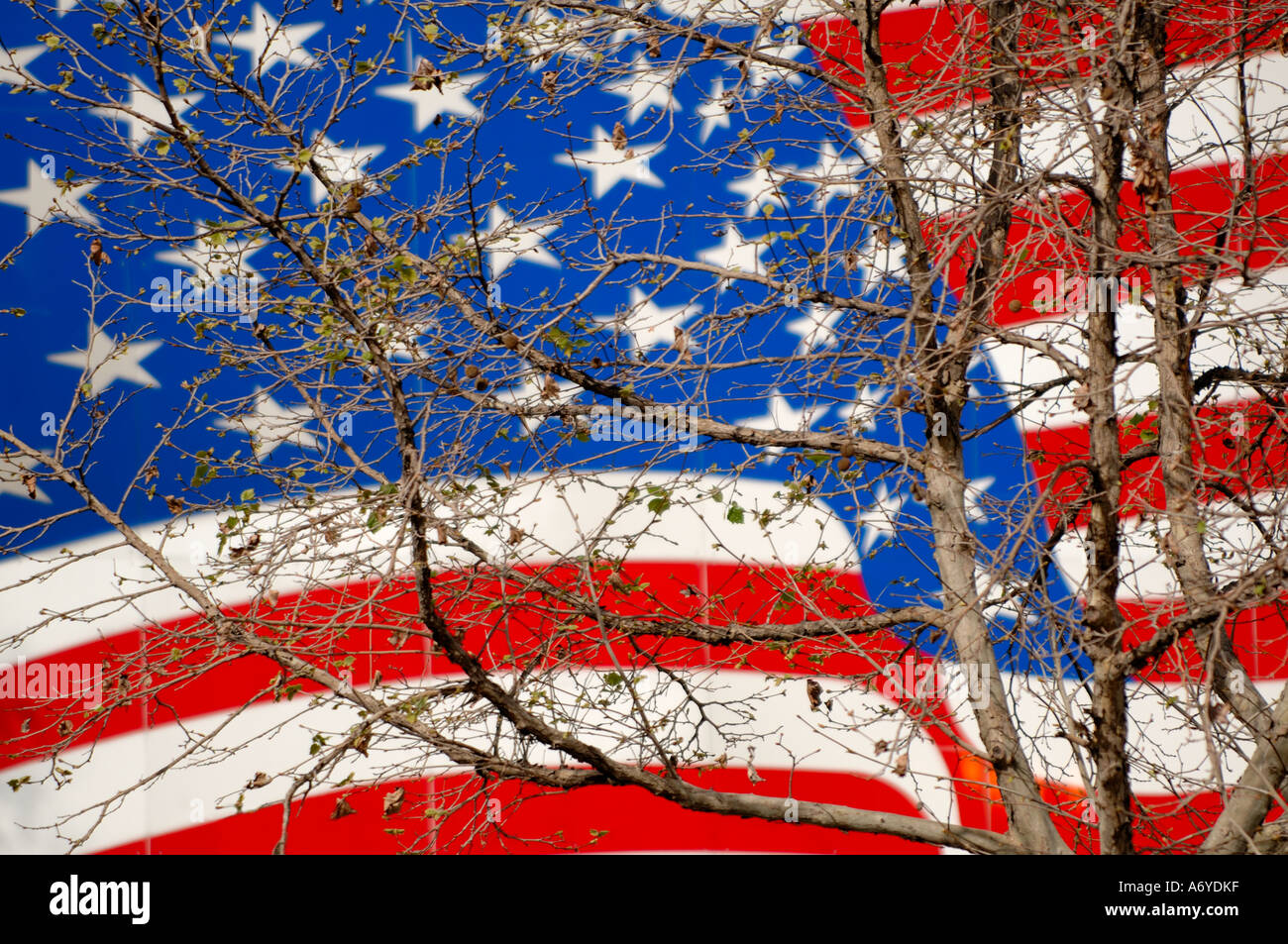 Fall tree and giant American flag in the background filling the whole ...