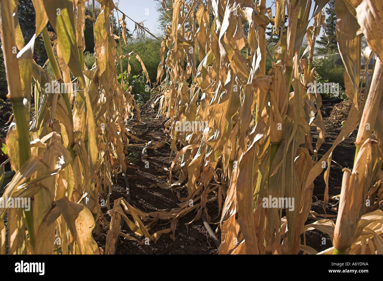 Corn plants damaged hi-res stock photography and images - Alamy