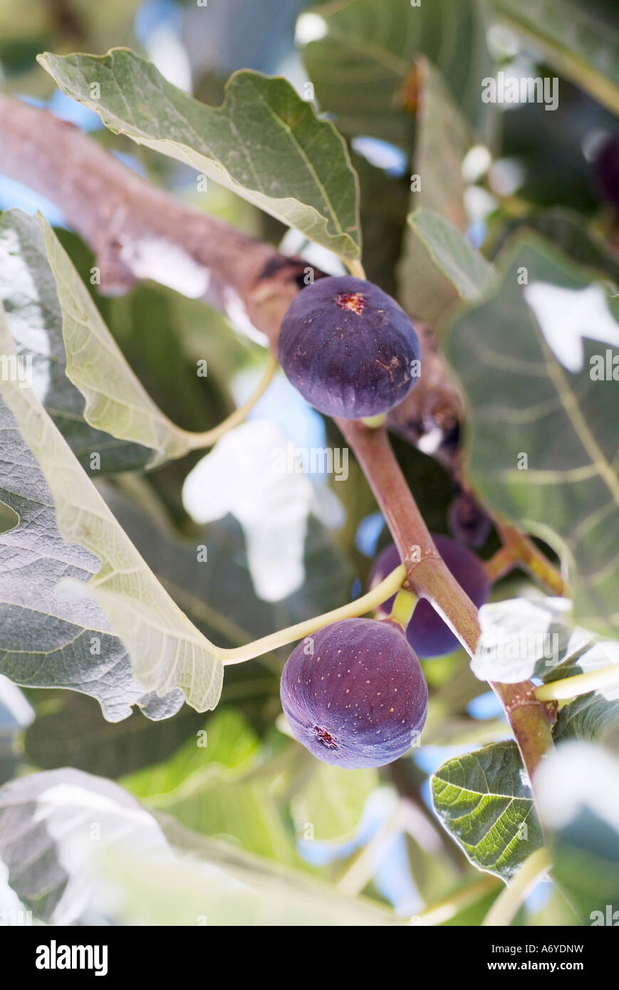 Figs growing on a tree Stock Photo - Alamy