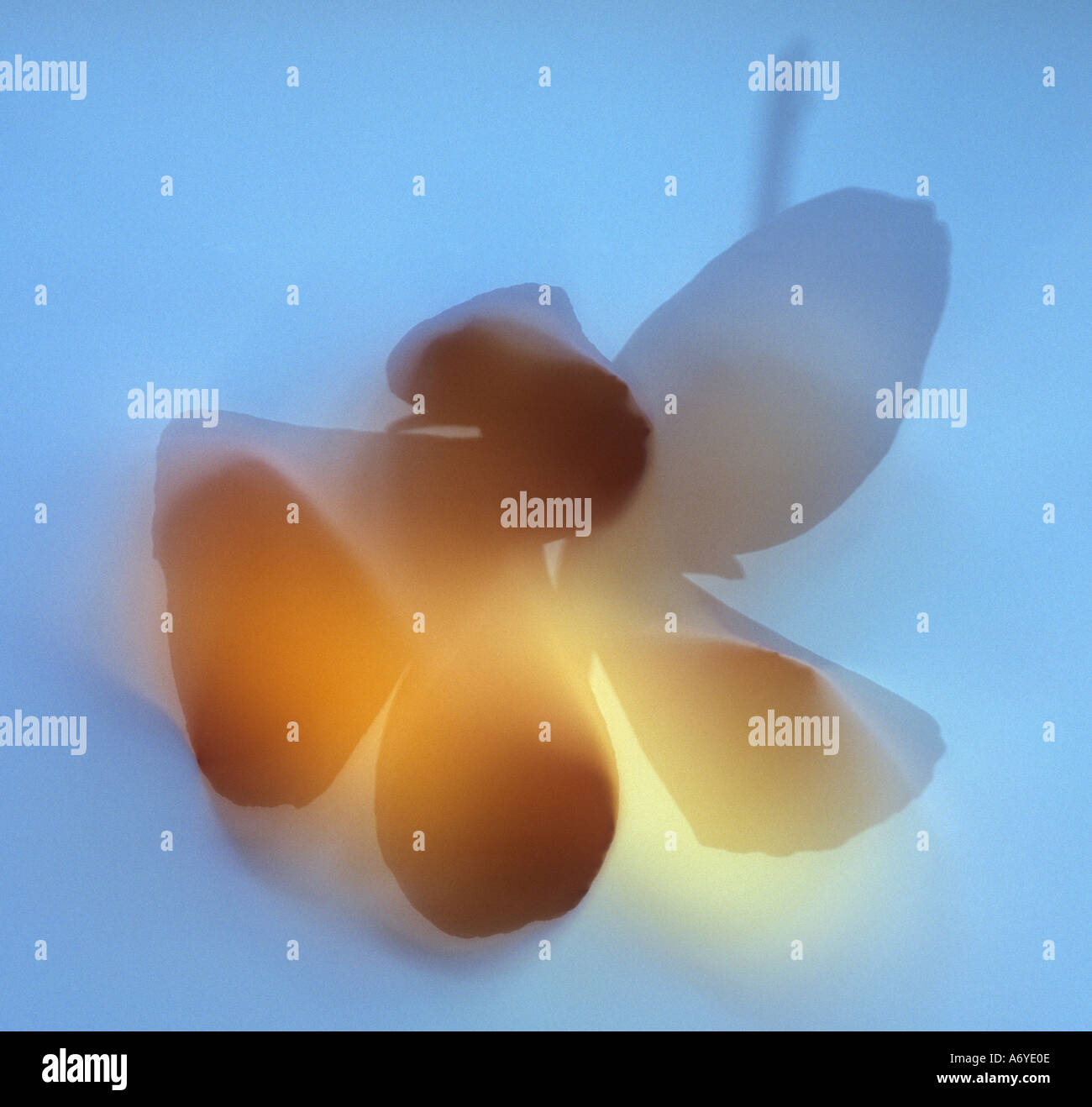 Photogram plant hi-res stock photography and images - Alamy