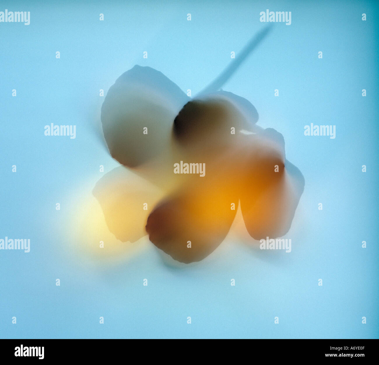 Photogram hi-res stock photography and images - Alamy