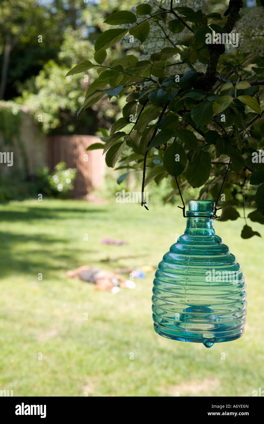 Glass insect trap hanging from a tree in a back yard Stock Photo - Alamy