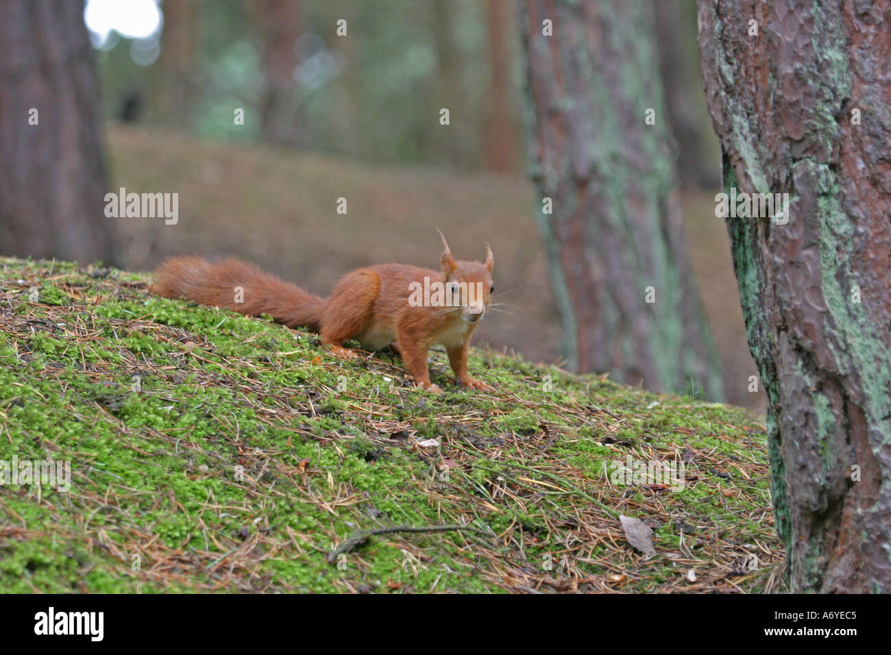 Marking behaviour hi-res stock photography and images - Alamy
