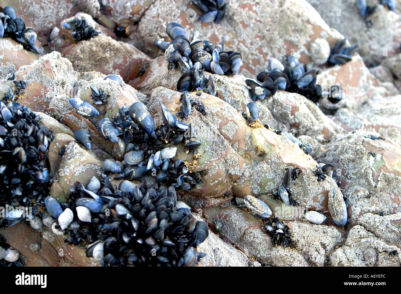 The Common Mussel Mytilus edulis on rocks at Crooklets beach Bude ...
