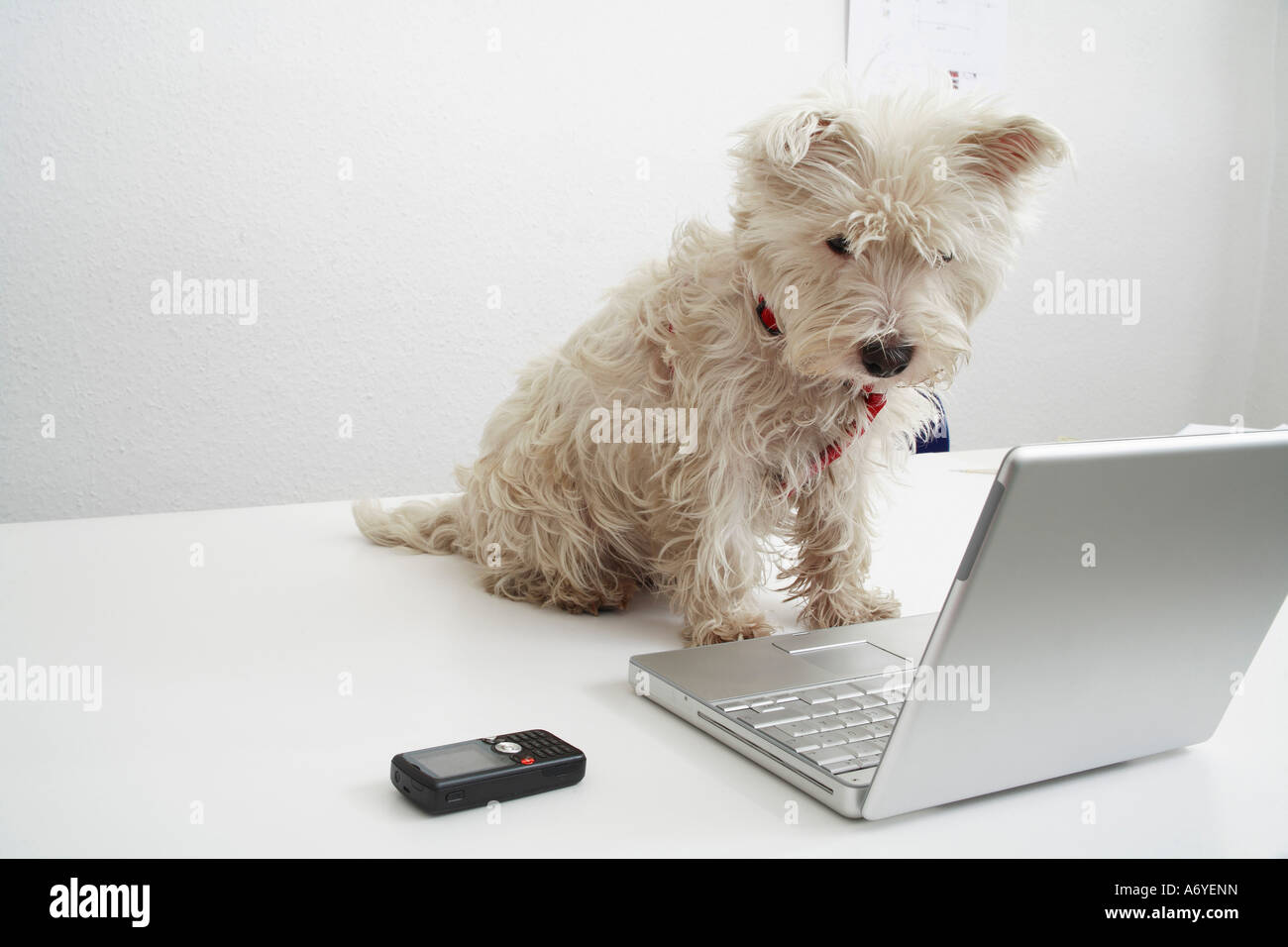 Dog sitting on desk in front of laptop Stock Photo - Alamy