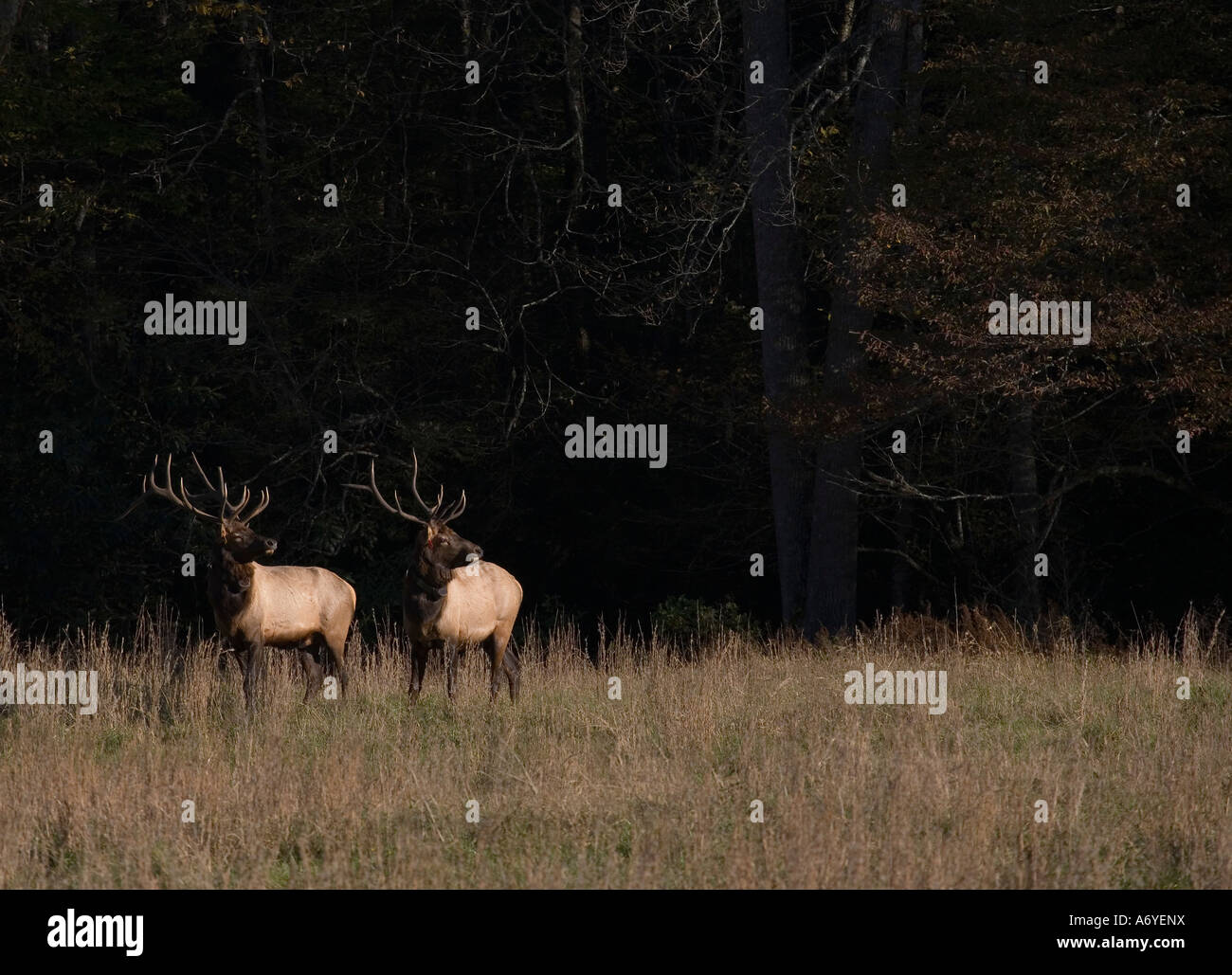 Two deer hi-res stock photography and images - Alamy