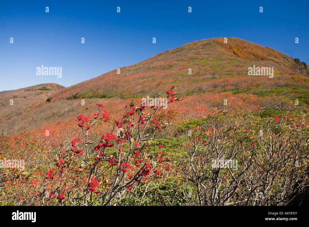 Red flowers at the foot of a hill Stock Photo - Alamy